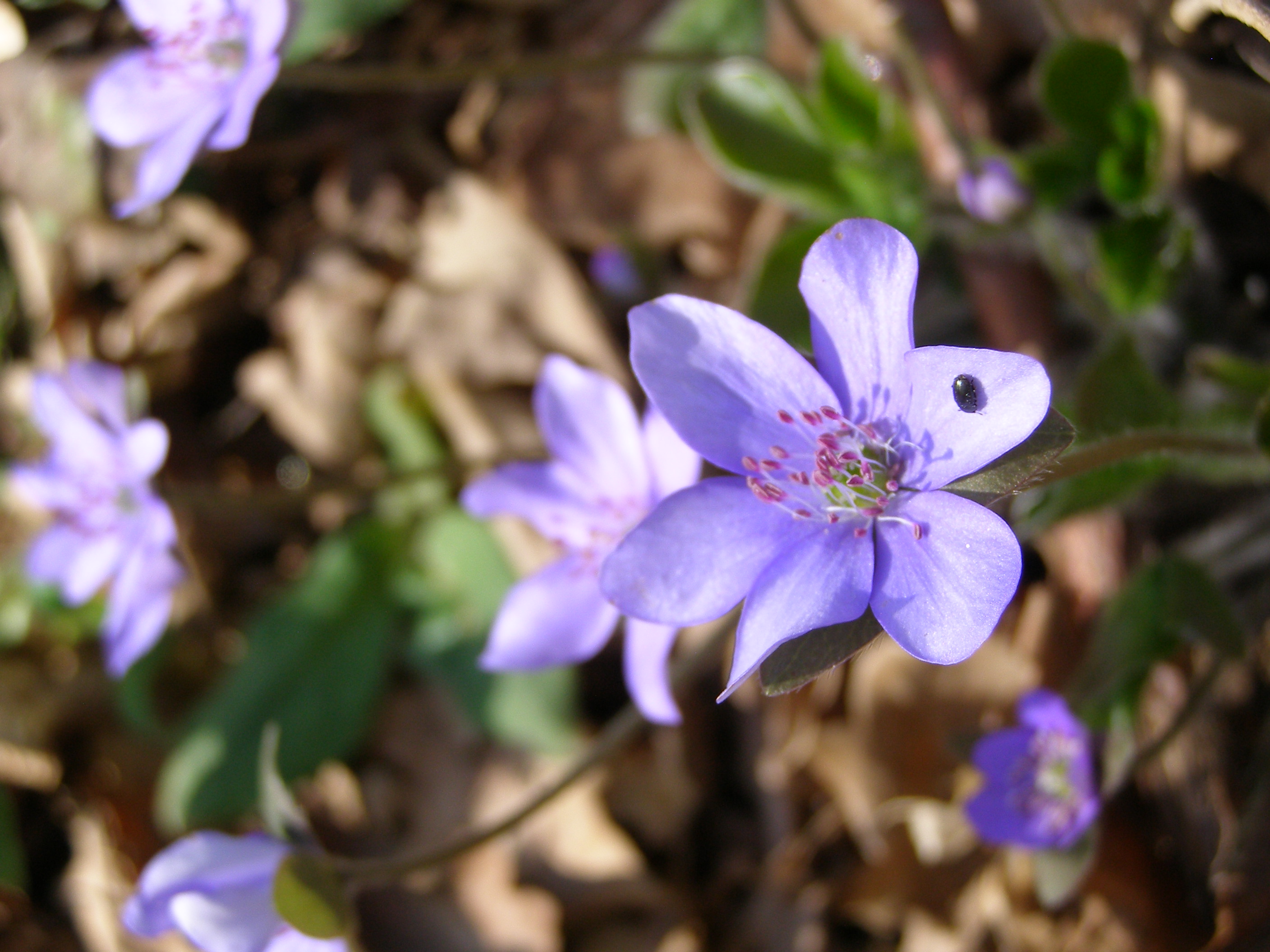 Významné druhy rostlin a pravé lesní druhy - Starobylé výmladkové lesy ...